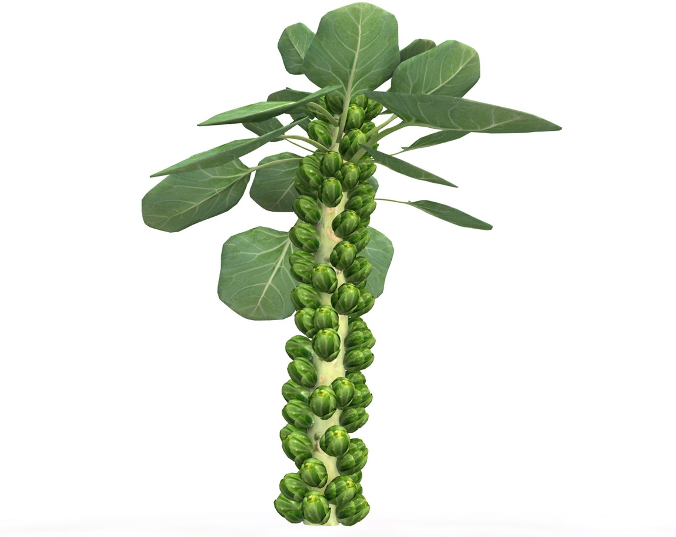 3D Brussels Sprout Model - TurboSquid 1544472