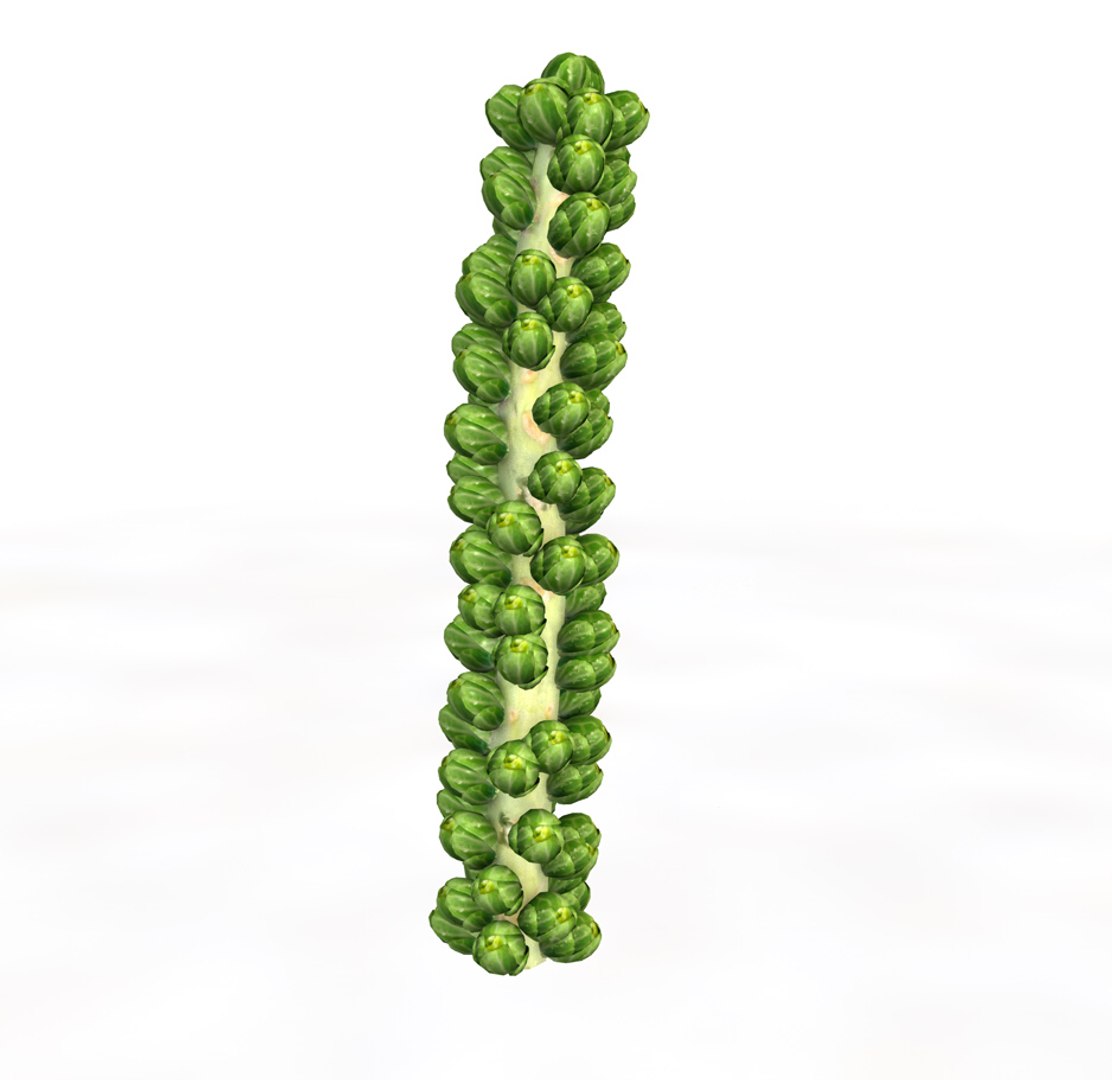 3D Brussels Sprout Model - TurboSquid 1544472