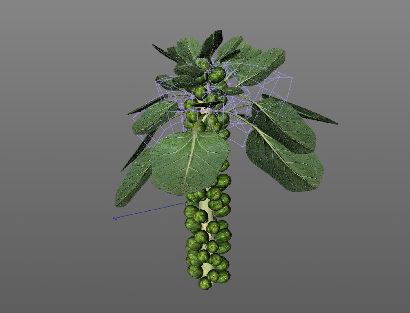 3D Brussels Sprout Model - TurboSquid 1544472