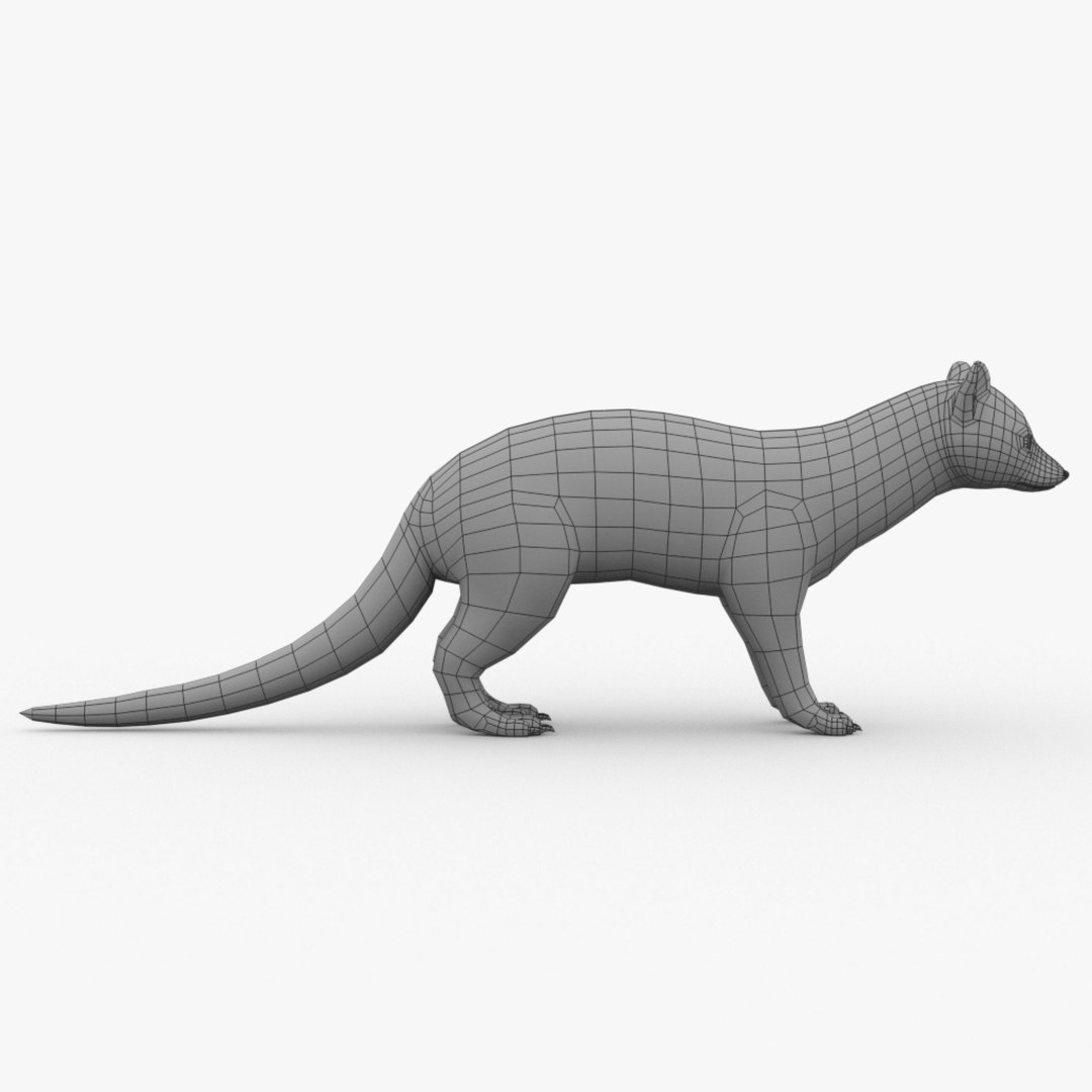 Genet basemesh 3D model - TurboSquid 2006922