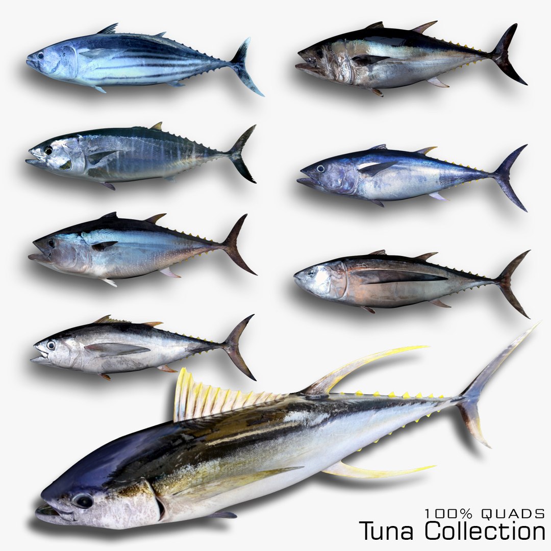 3D Tuna Collection - TurboSquid 1811807