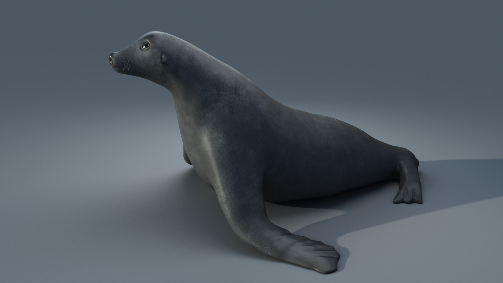 3D Realistic Seal Model - TurboSquid 1677369