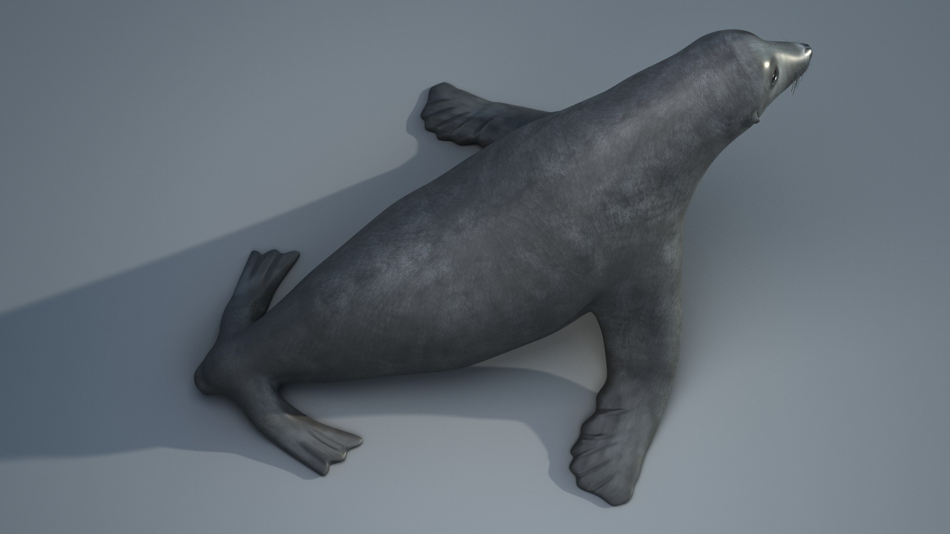 3D Realistic Seal Model - TurboSquid 1677369