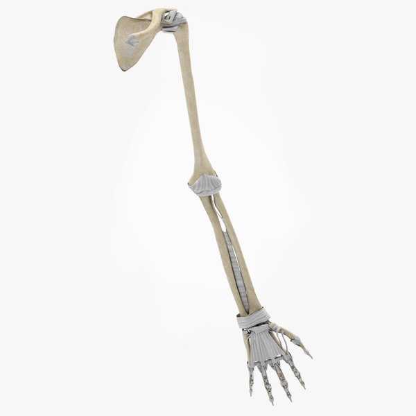 zombie skeleton arm 3d obj