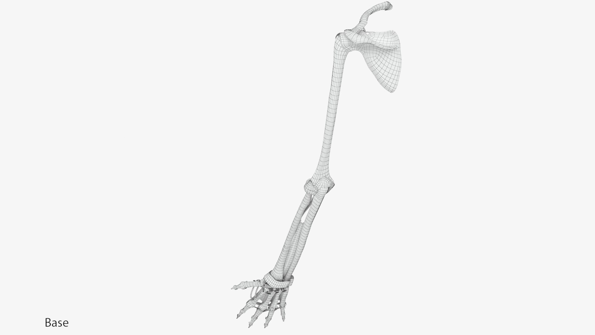3D Model Upper Limb Skeleton - TurboSquid 1815283