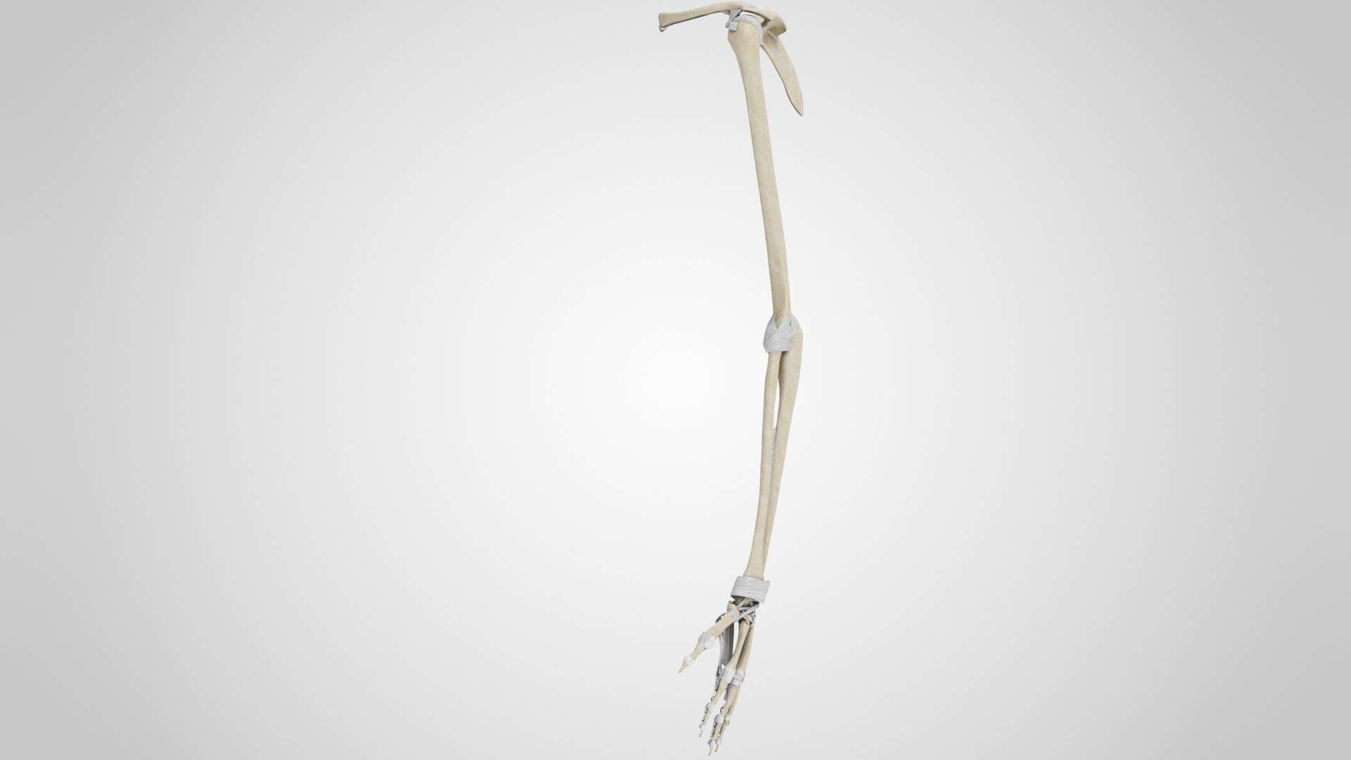 3D Model Upper Limb Skeleton - TurboSquid 1815283