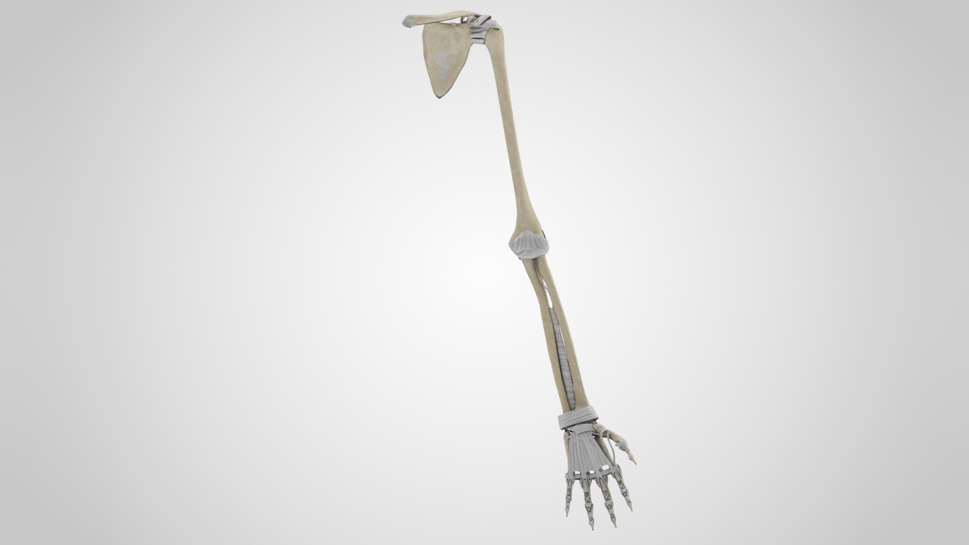 3D Model Upper Limb Skeleton - TurboSquid 1815283