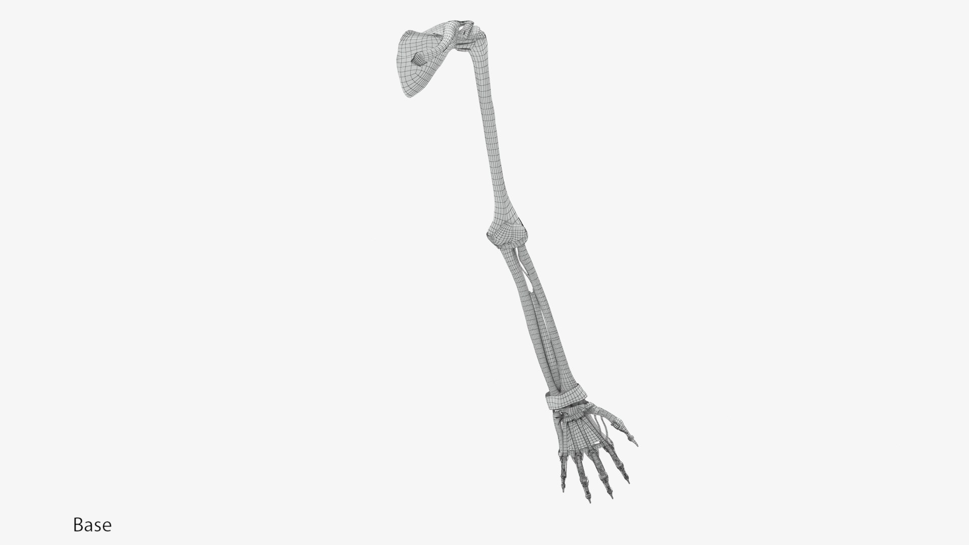 3D Model Upper Limb Skeleton - TurboSquid 1815283