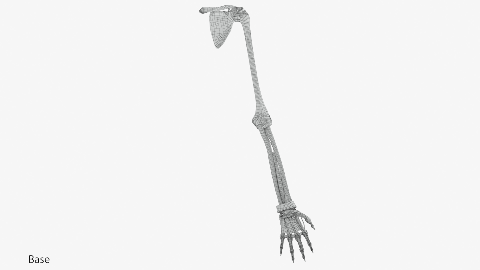 3D Model Upper Limb Skeleton - TurboSquid 1815283