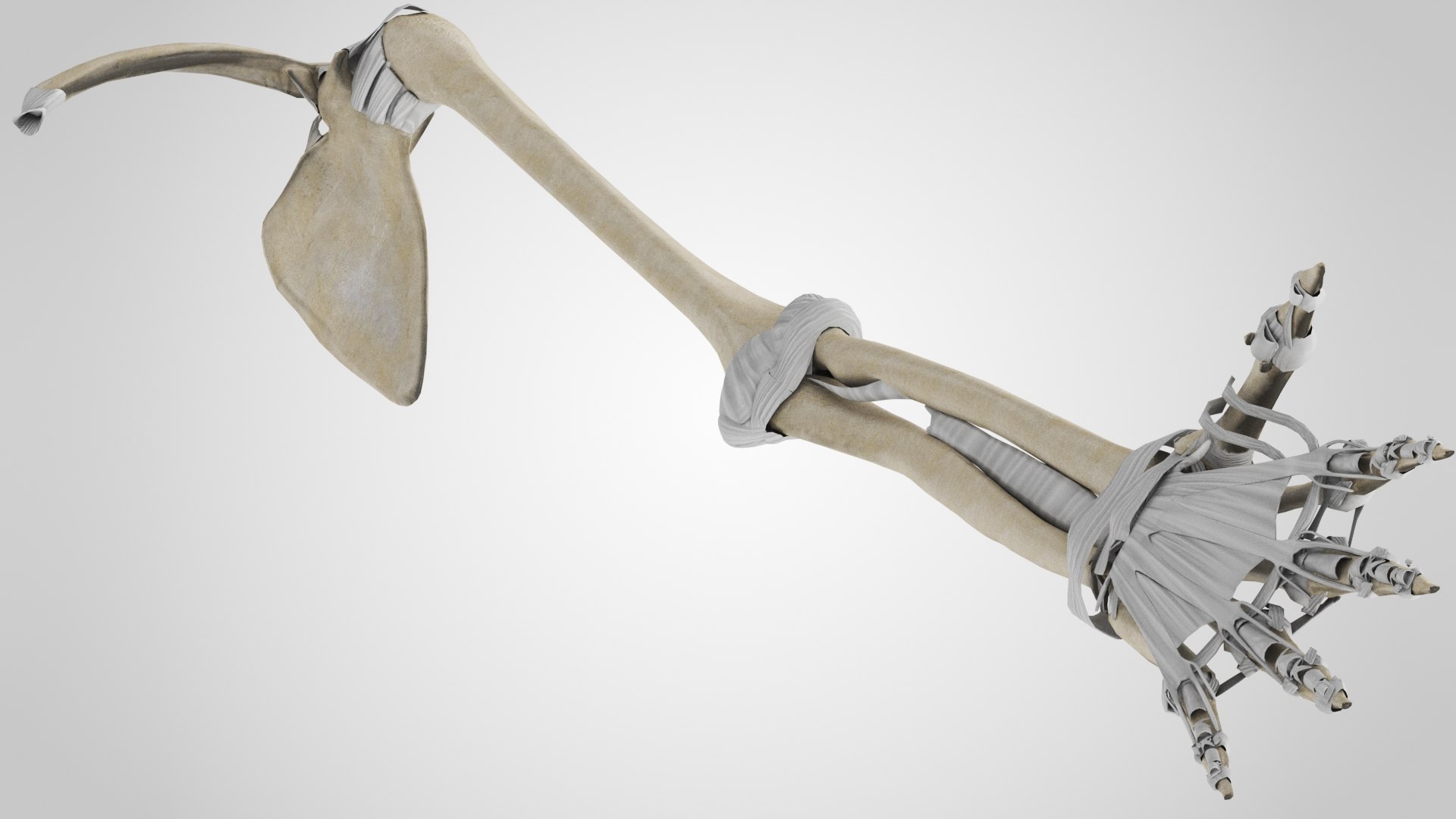 3D Model Upper Limb Skeleton - TurboSquid 1815283