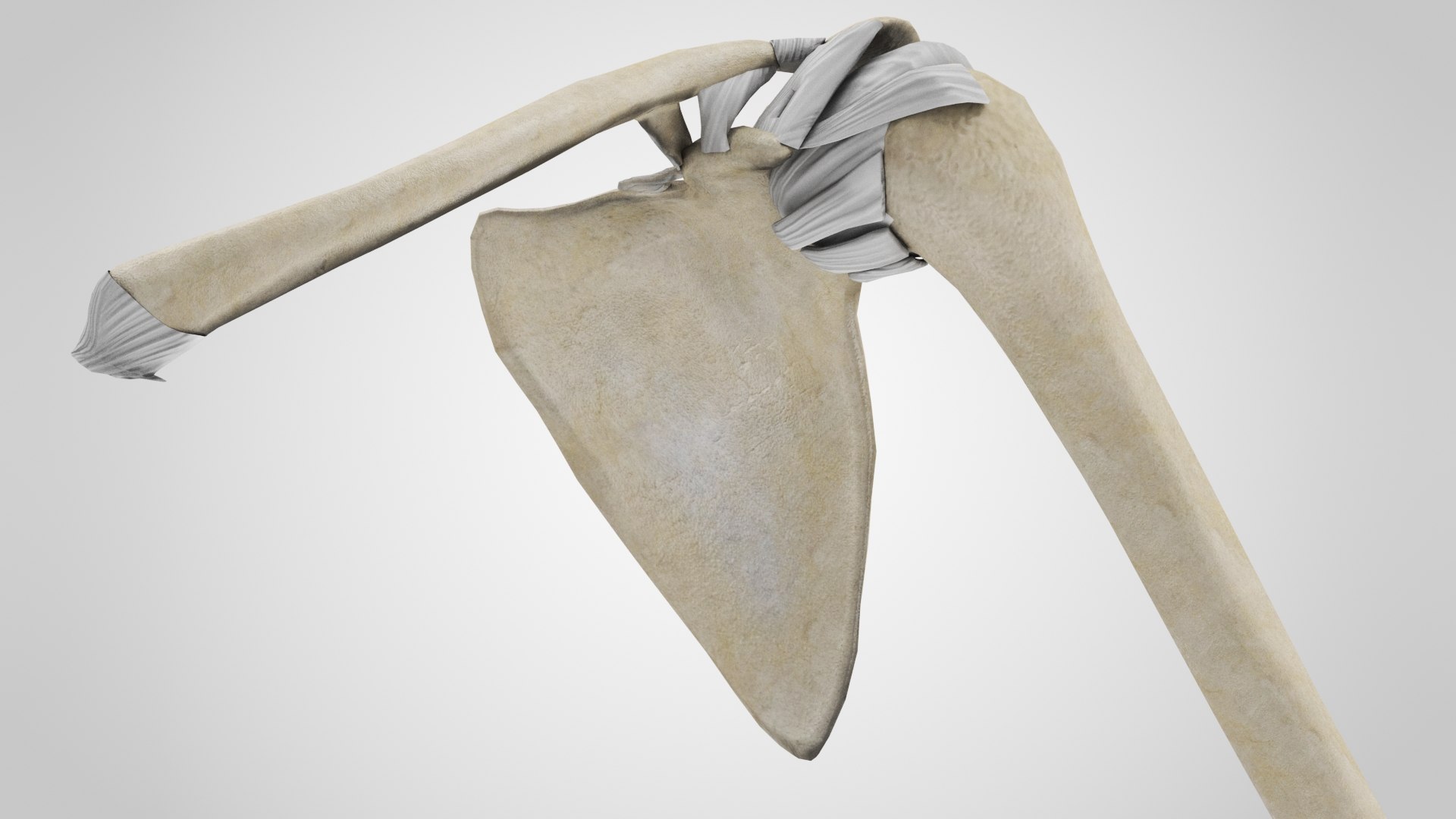 3D Model Upper Limb Skeleton - TurboSquid 1815283