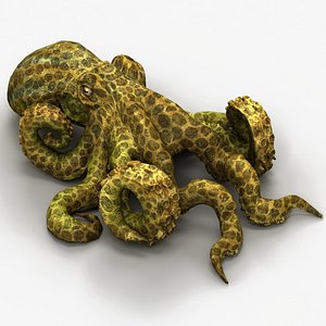 Octopus 3D Models for Download | TurboSquid