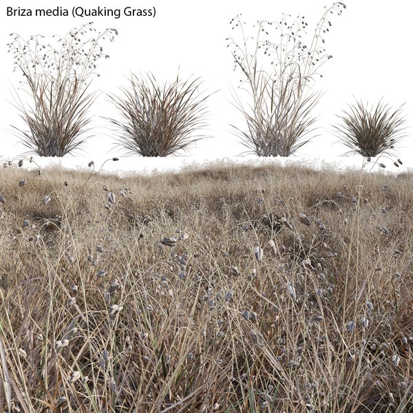 Briza media - Quaking Grass 03 3D - TurboSquid 1974352