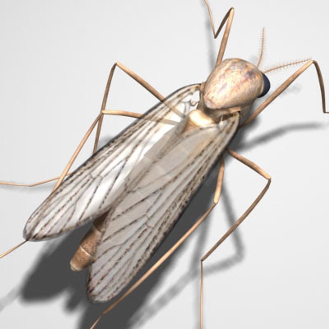 mosquito 3d model