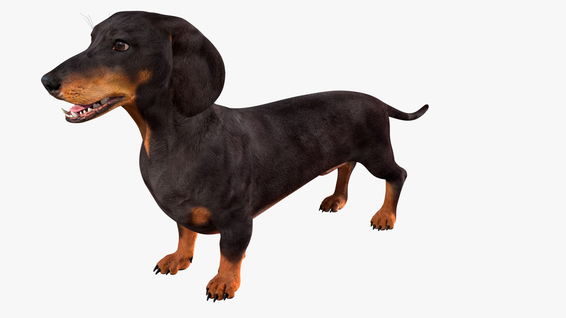 3D Dachshund Dog Rigged For Blender Model - TurboSquid 2519956