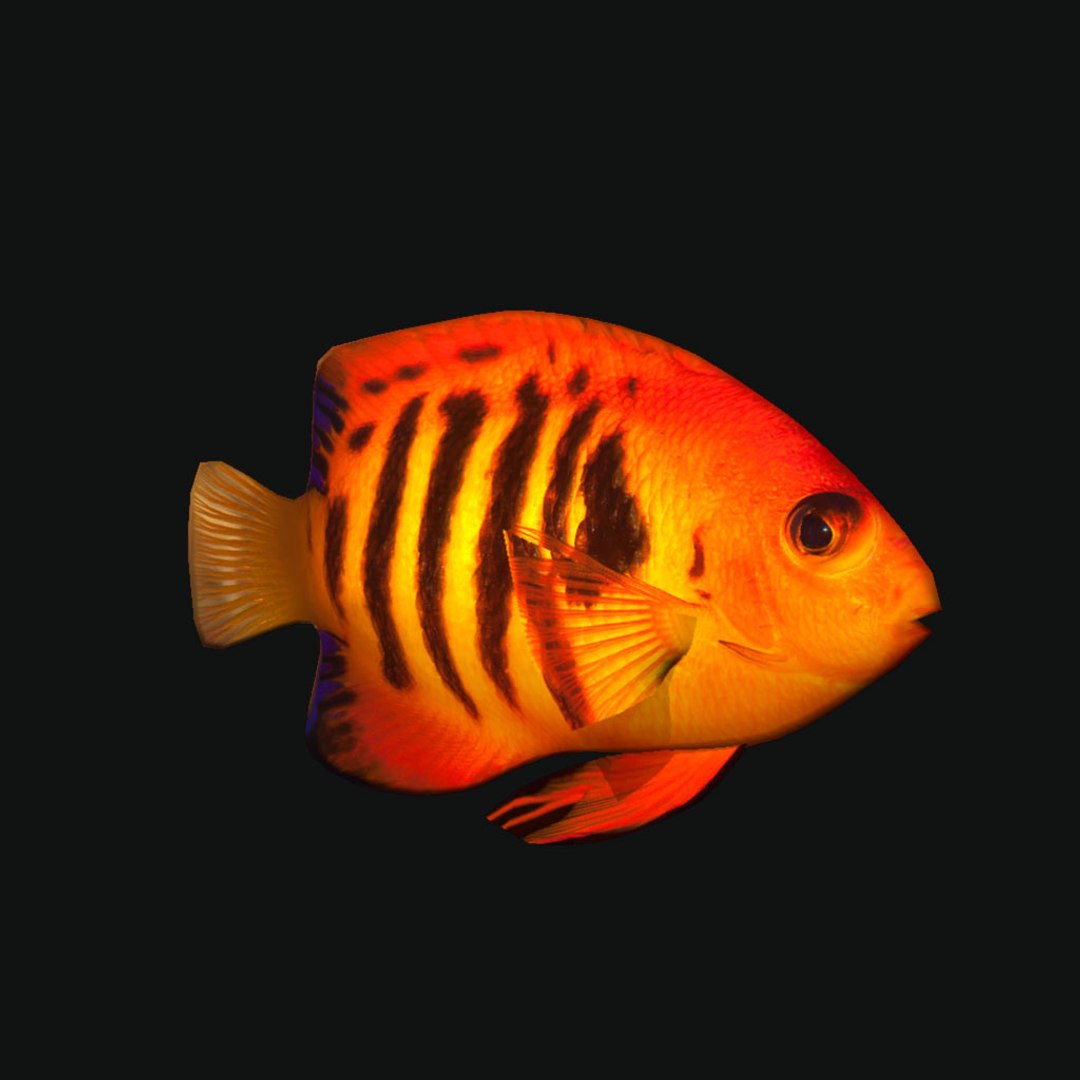 3D Flame Angelfish - TurboSquid 1244618