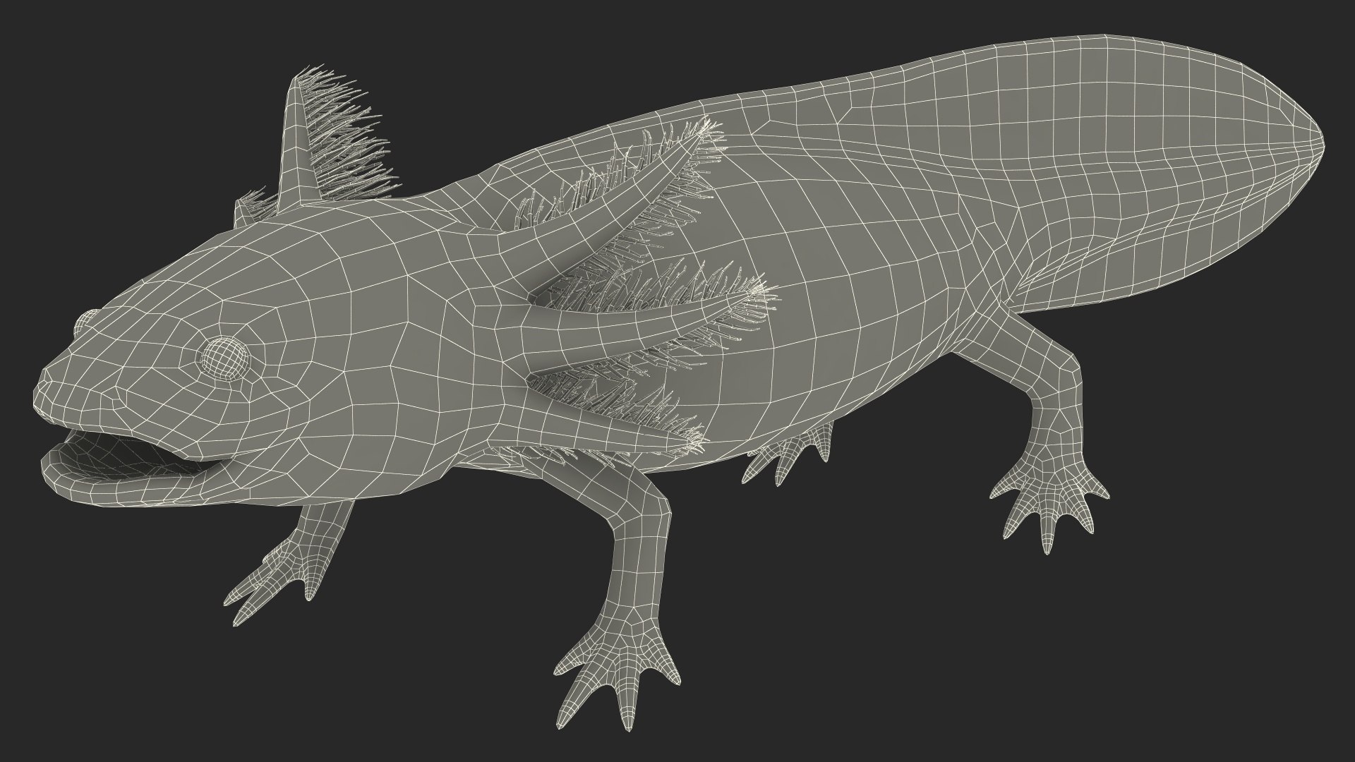 Brown Mexican Axolotl 3D Model - TurboSquid 2209637