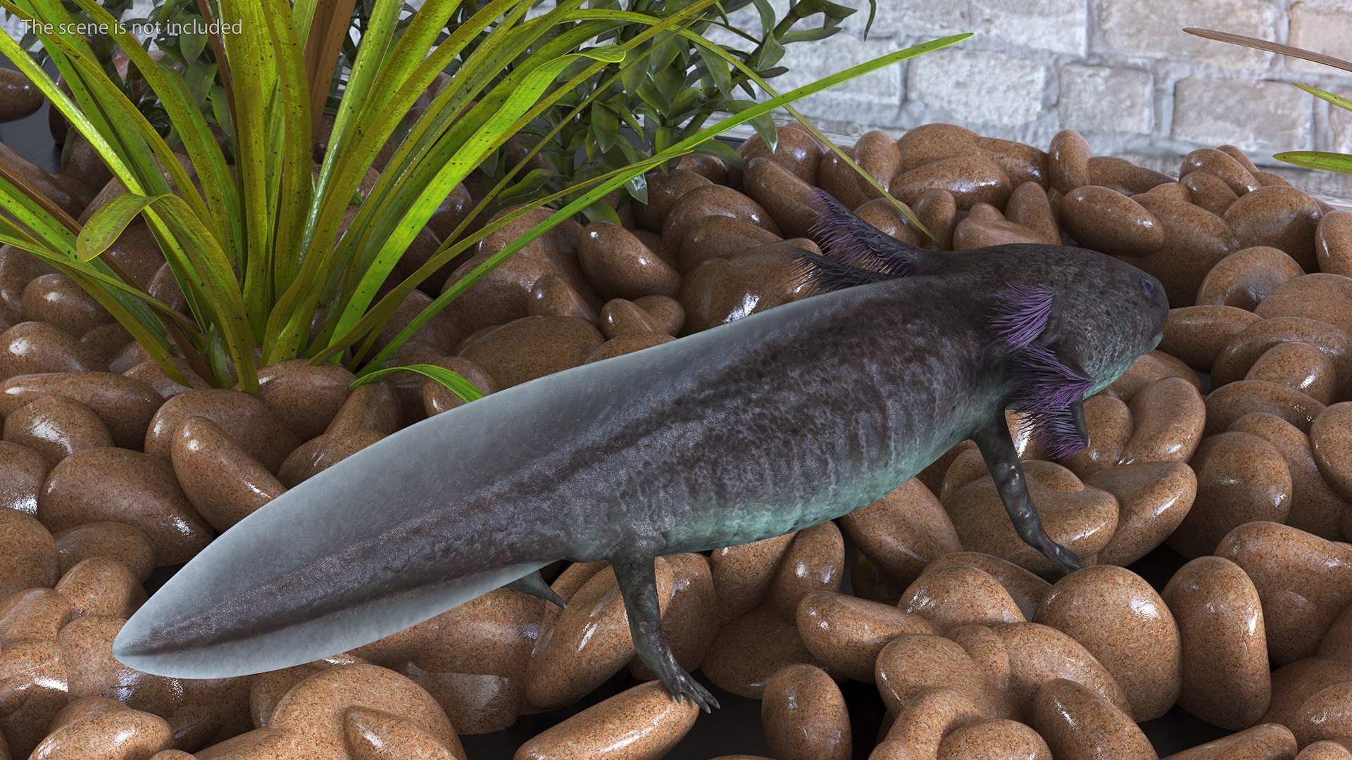 Brown Mexican Axolotl 3D Model - TurboSquid 2209637