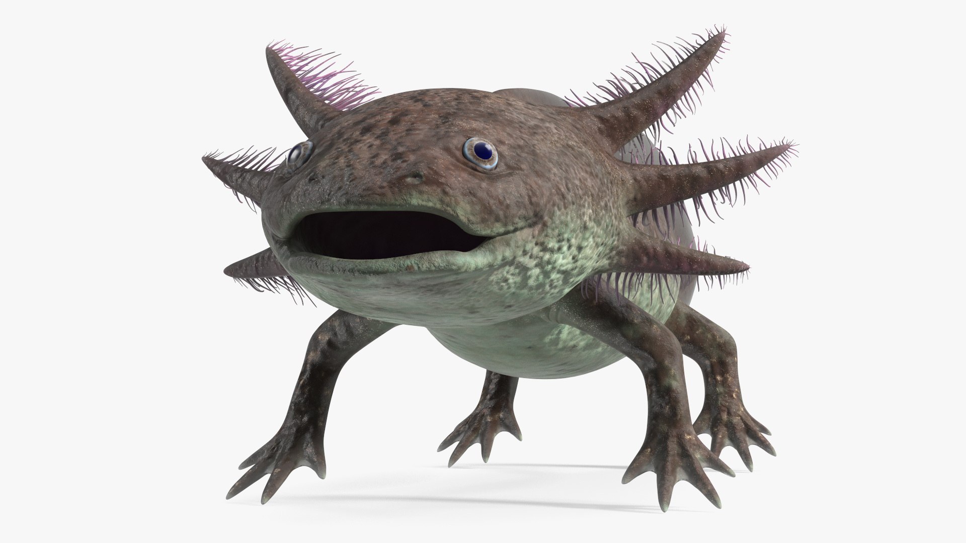 Brown Mexican Axolotl 3D Model - TurboSquid 2209637