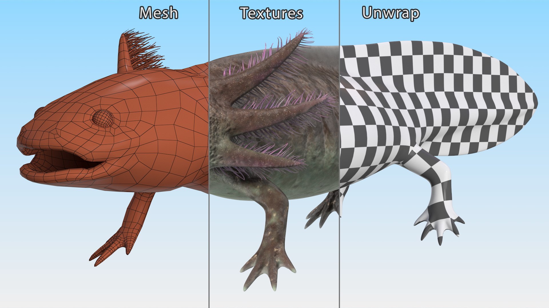 Brown Mexican Axolotl 3D Model - TurboSquid 2209637