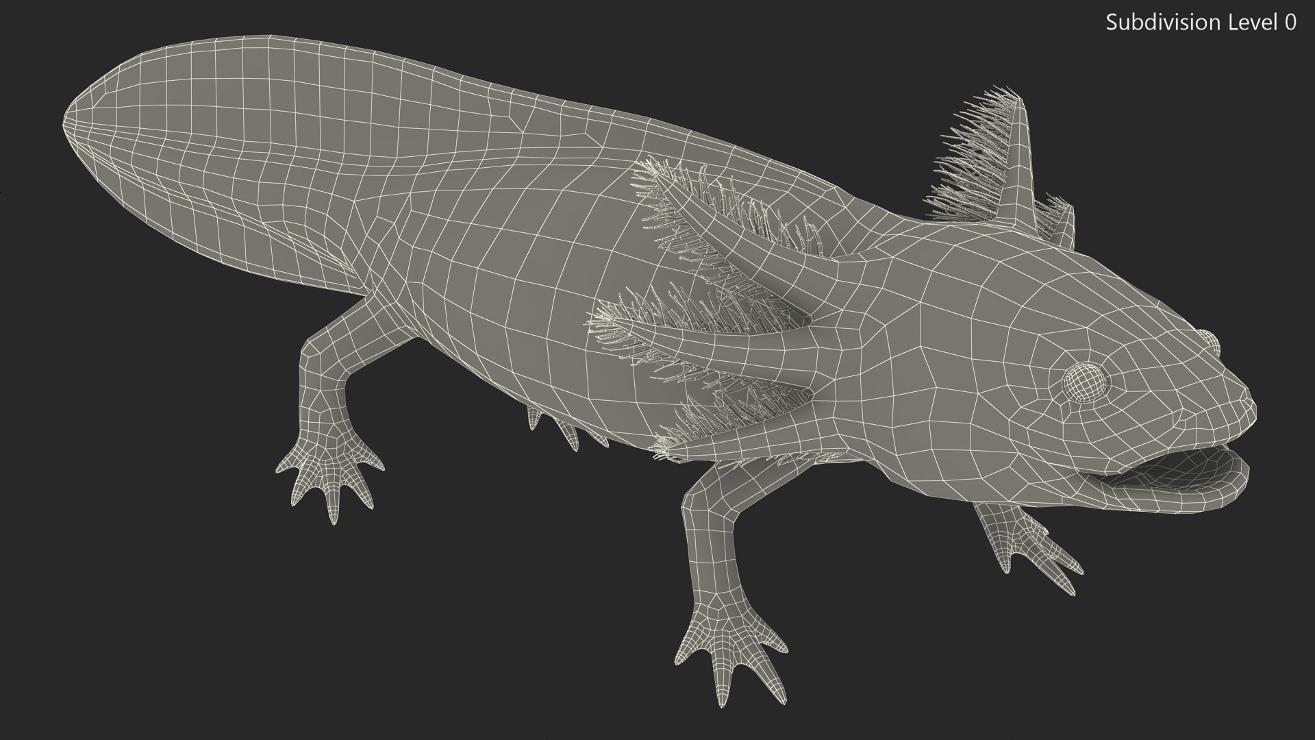 Brown Mexican Axolotl 3D Model - TurboSquid 2209637