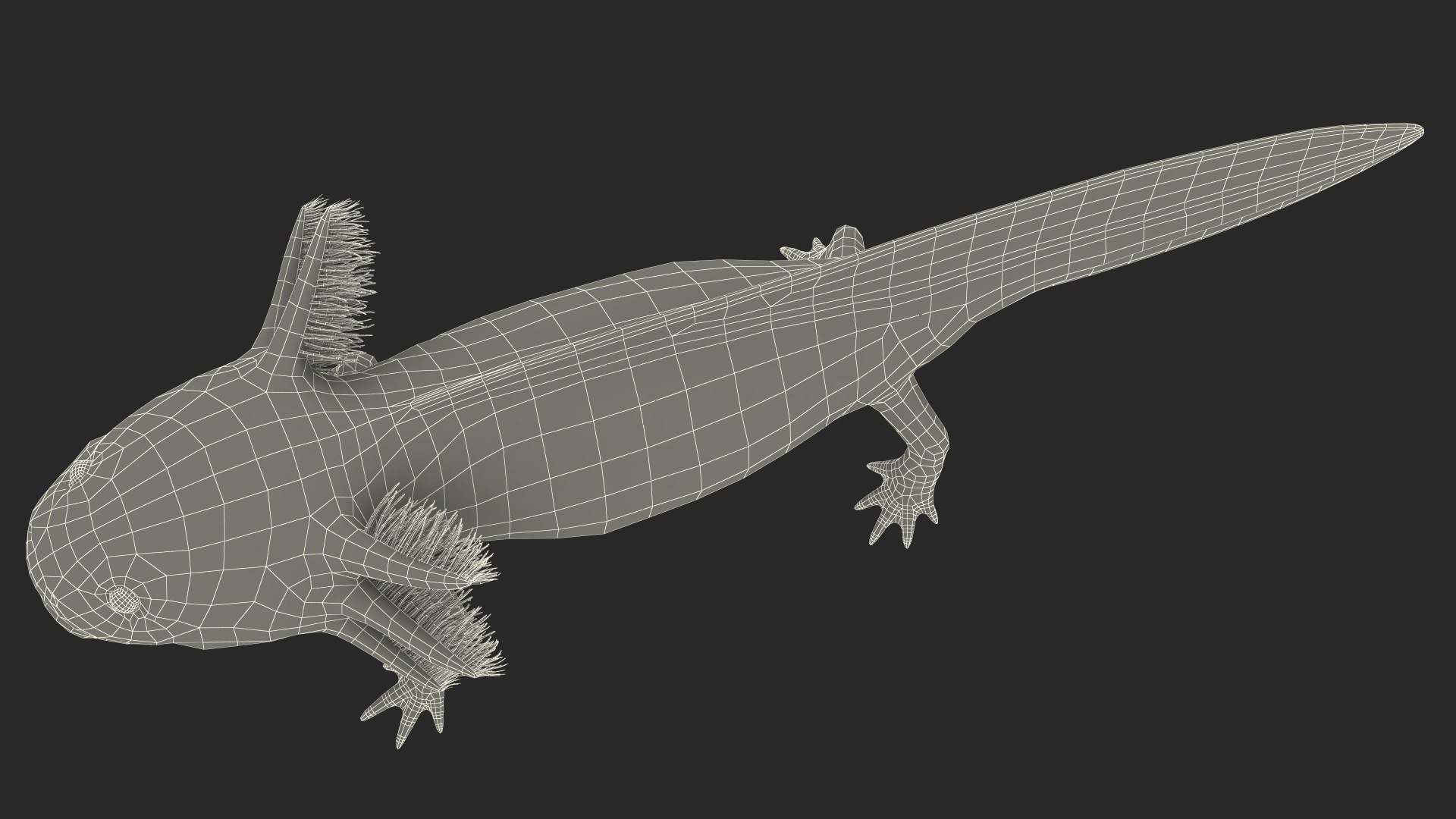 Brown Mexican Axolotl 3D Model - TurboSquid 2209637