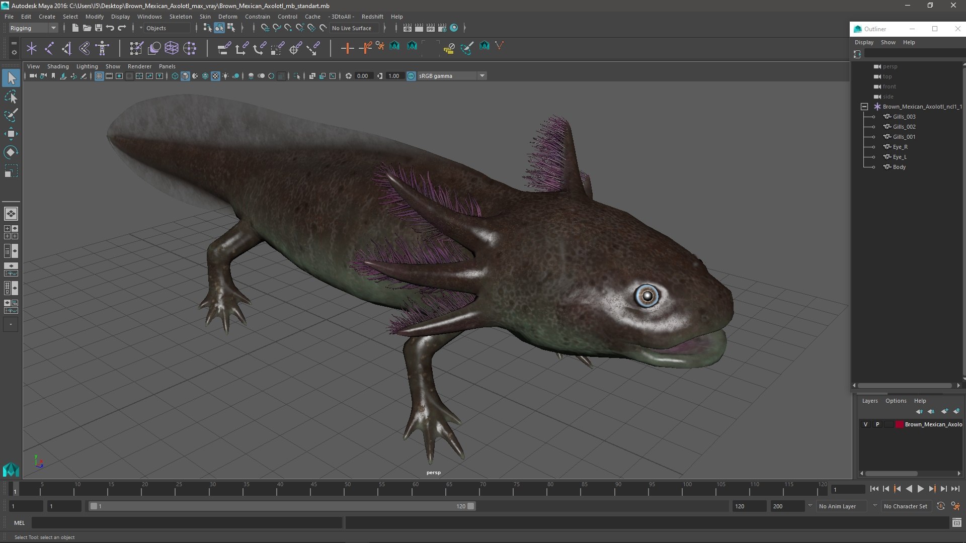 Brown Mexican Axolotl 3D Model - TurboSquid 2209637