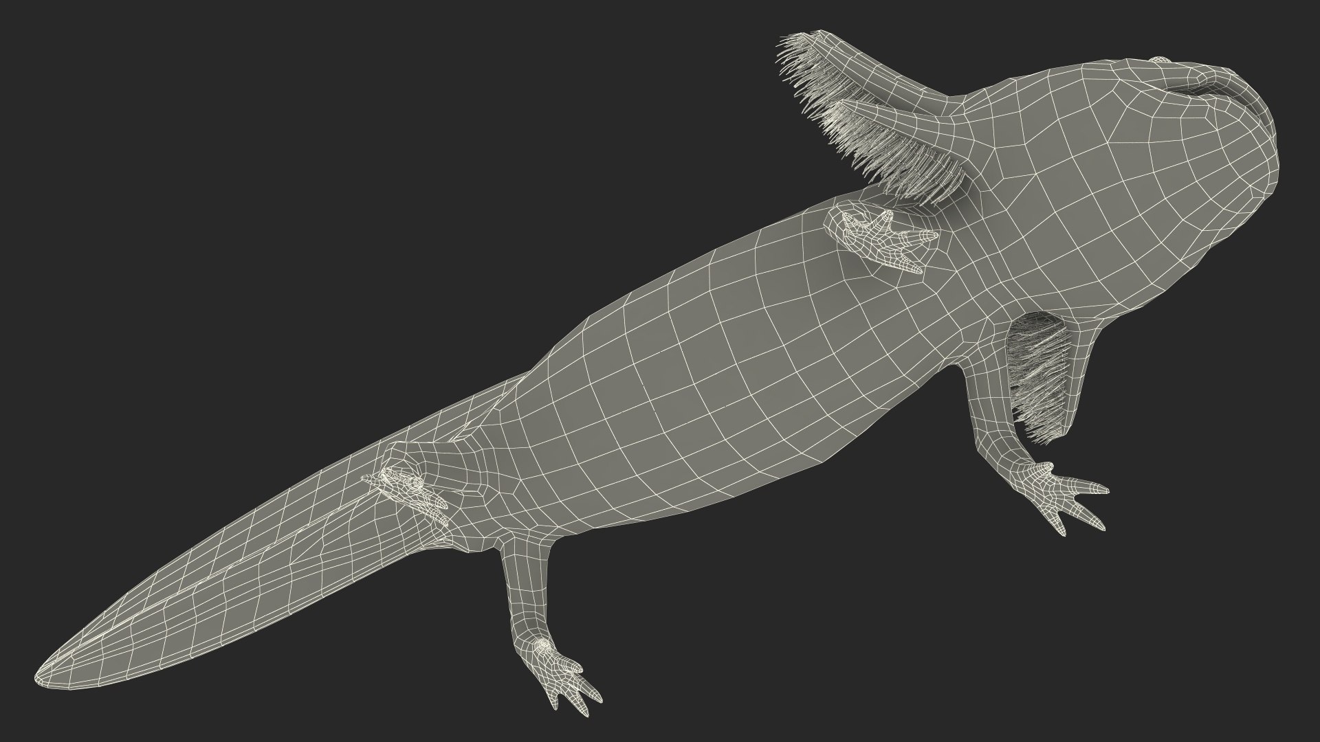 Brown Mexican Axolotl 3D Model - TurboSquid 2209637