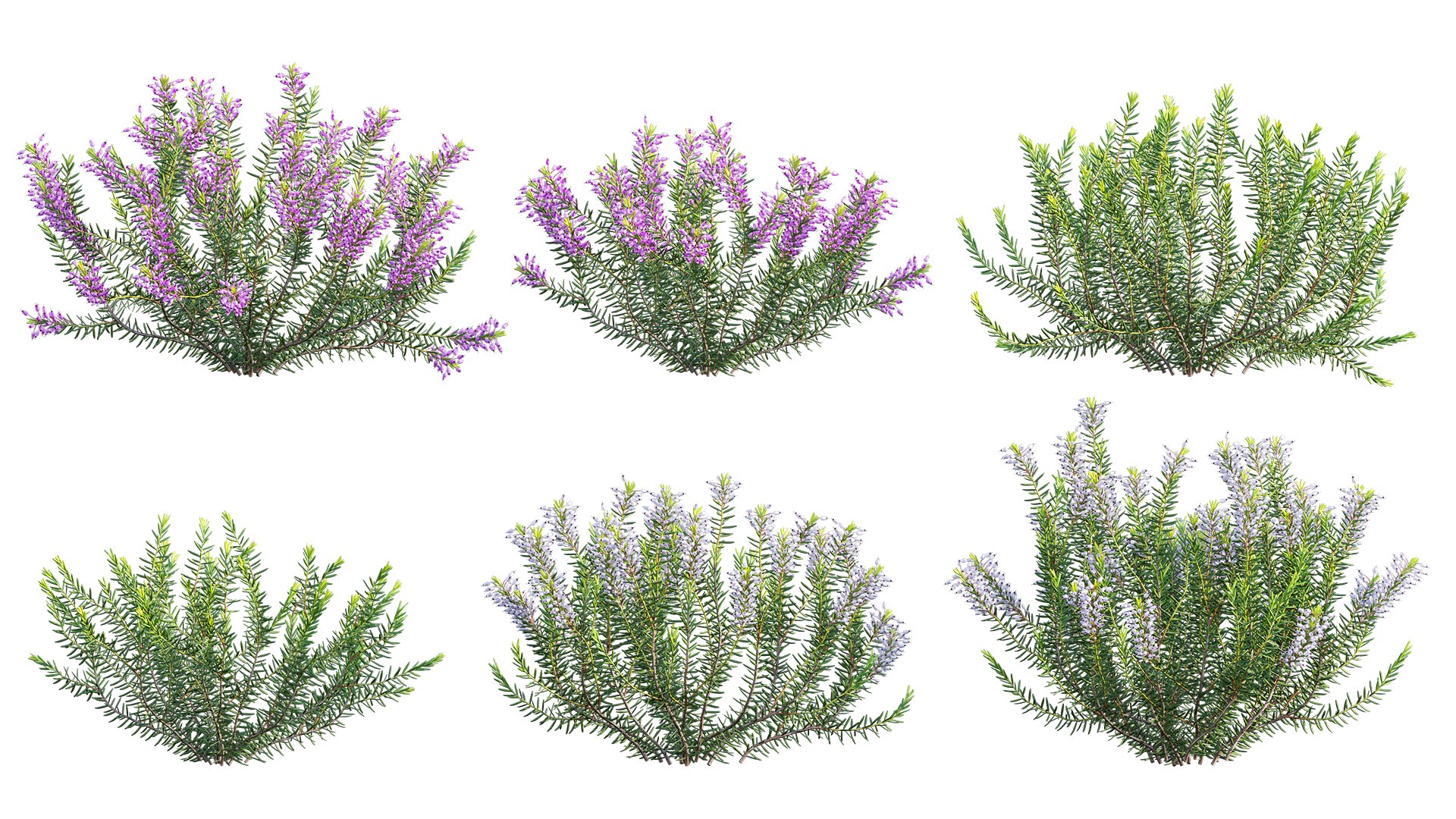Erica Multiflora - Mediterranean Heath - Erica Flowers 3D Model ...