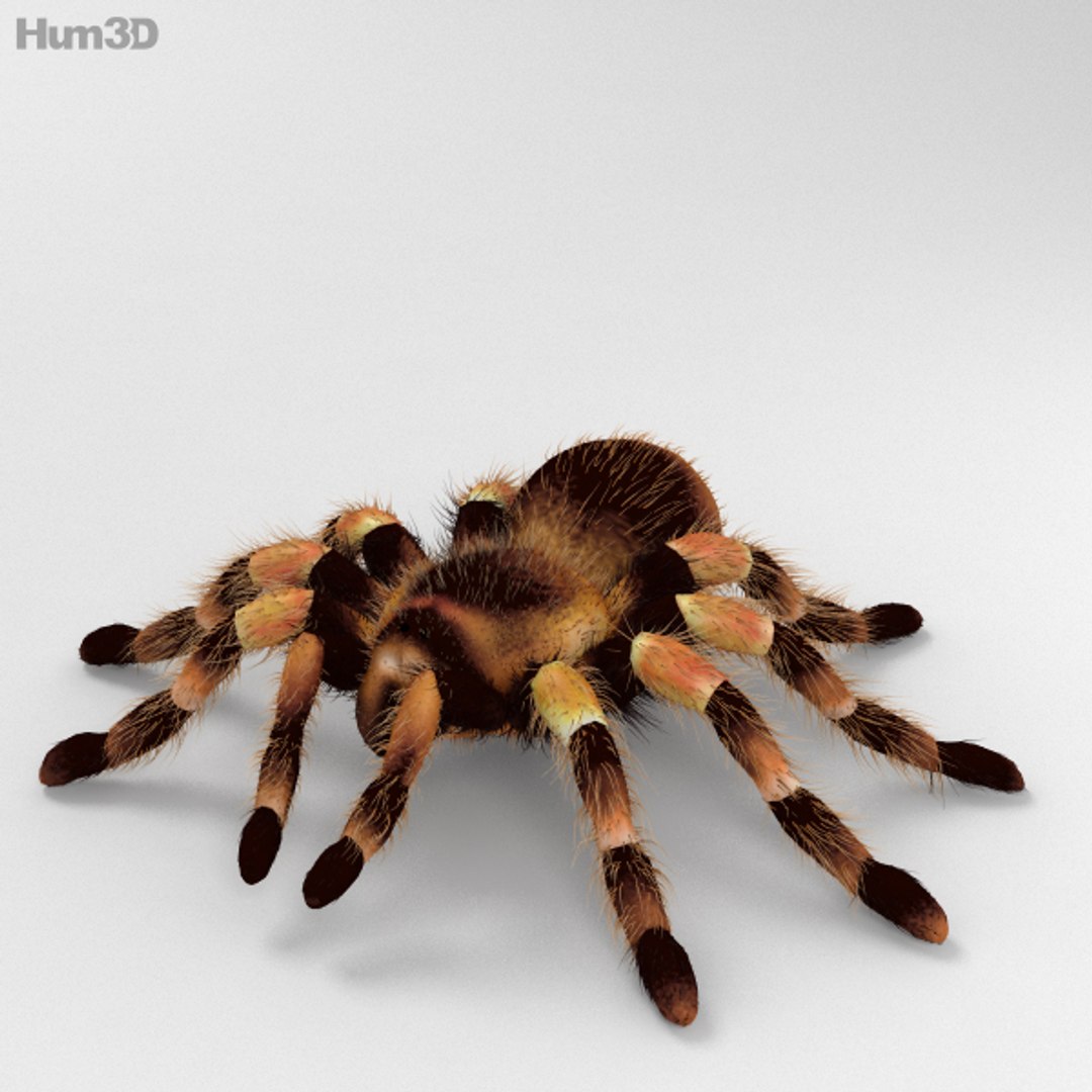 max tarantula animal fauna