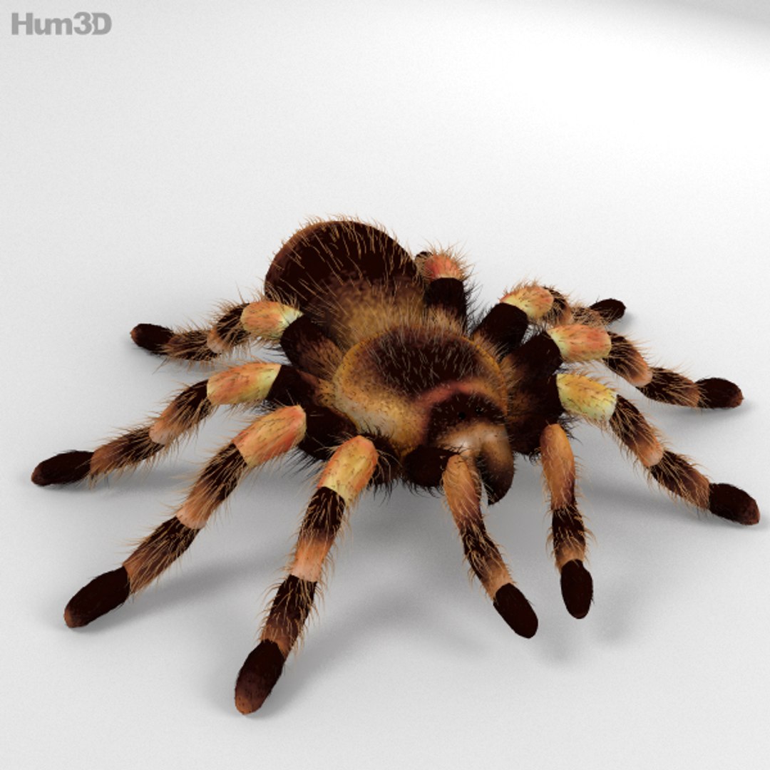 max tarantula animal fauna