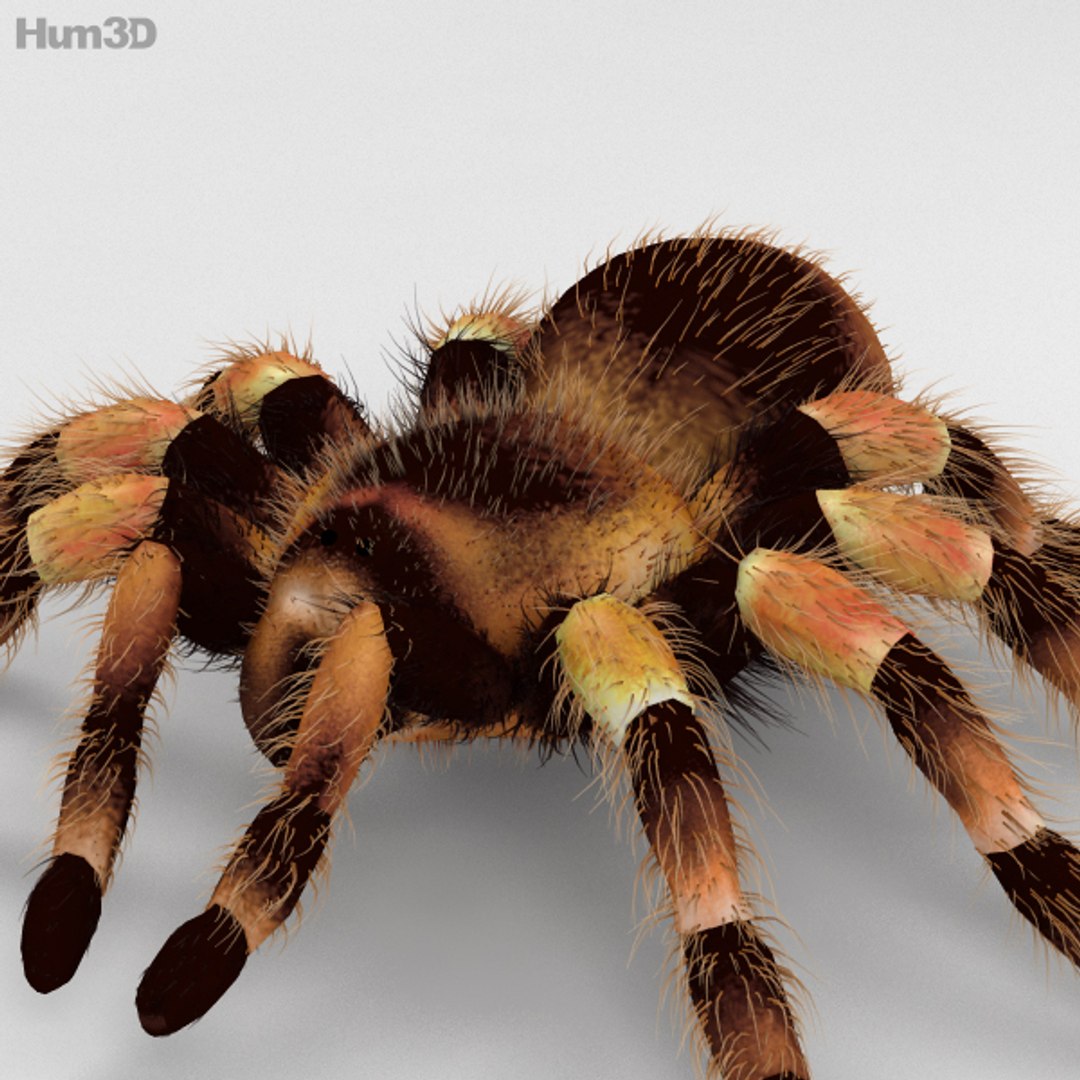 max tarantula animal fauna