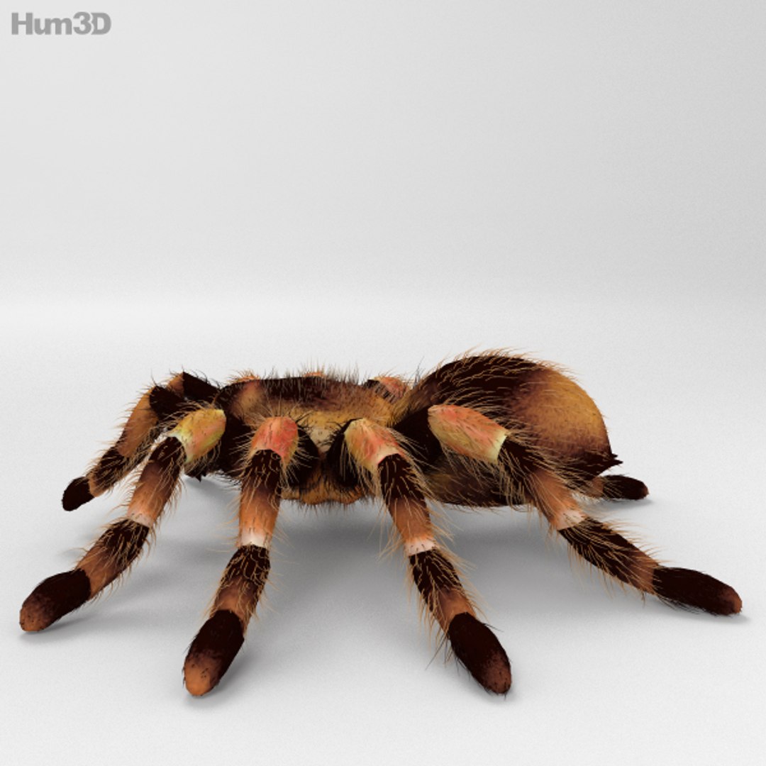 max tarantula animal fauna