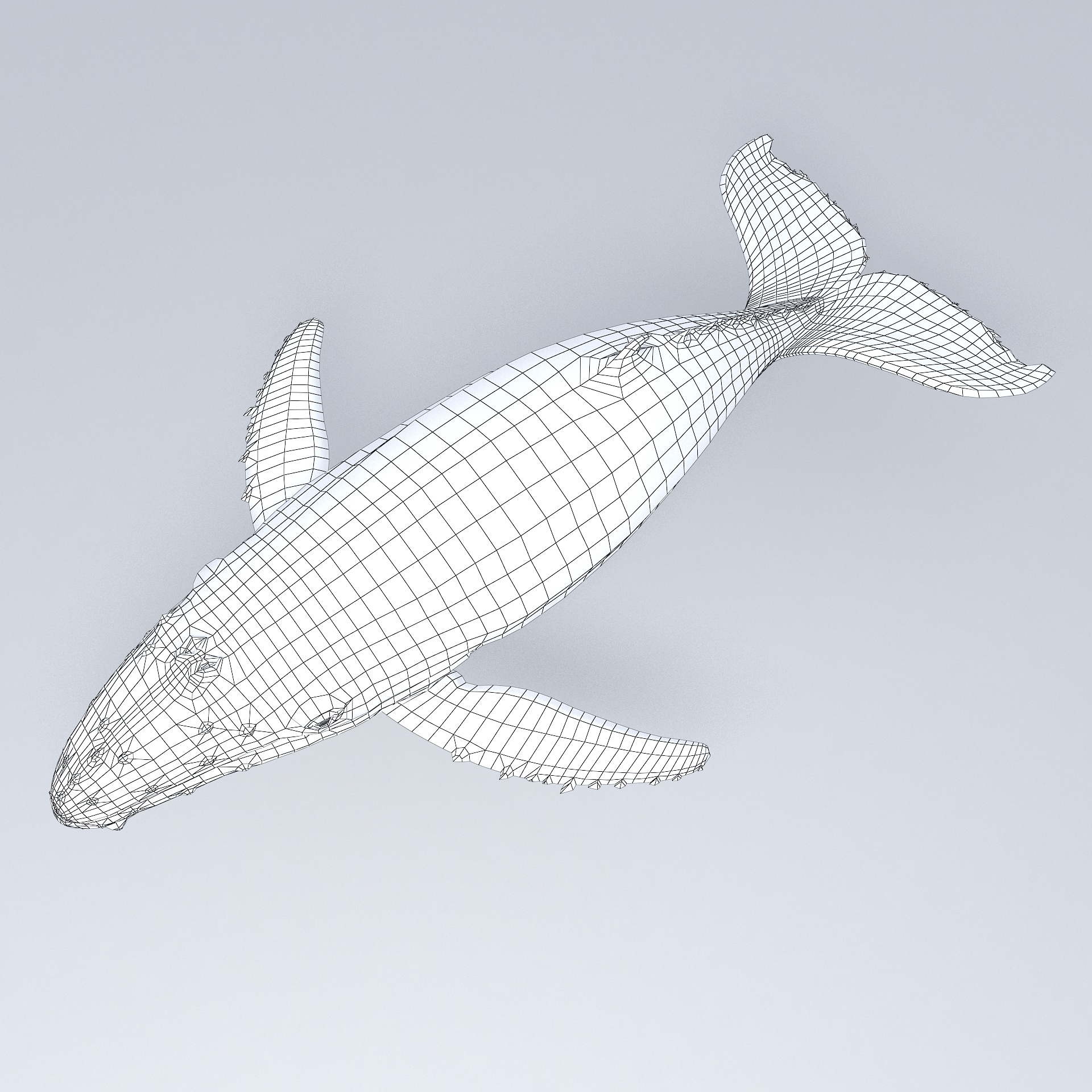 Whale rendering 3D model - TurboSquid 1268972