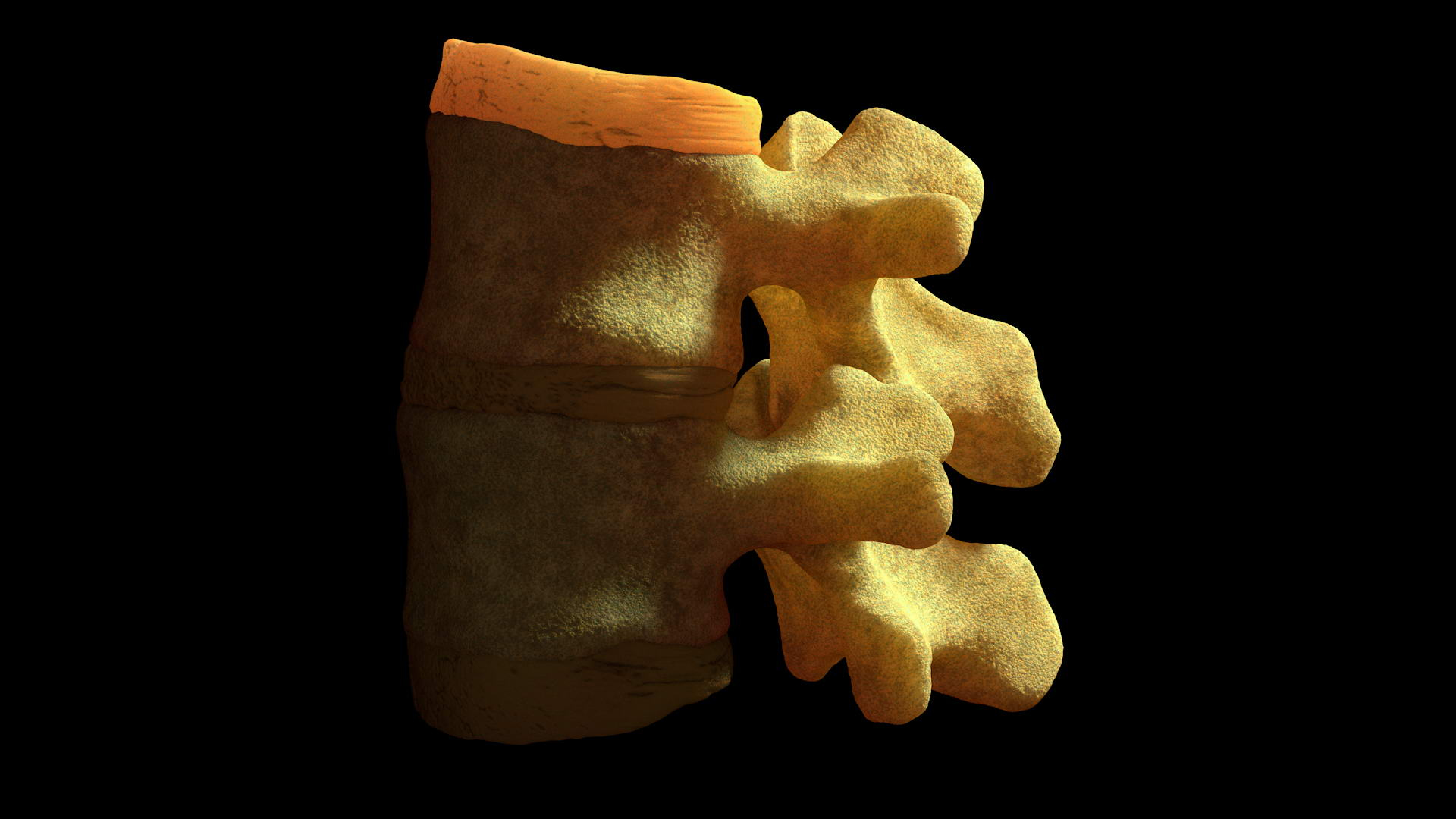 3d spinal discs bones model