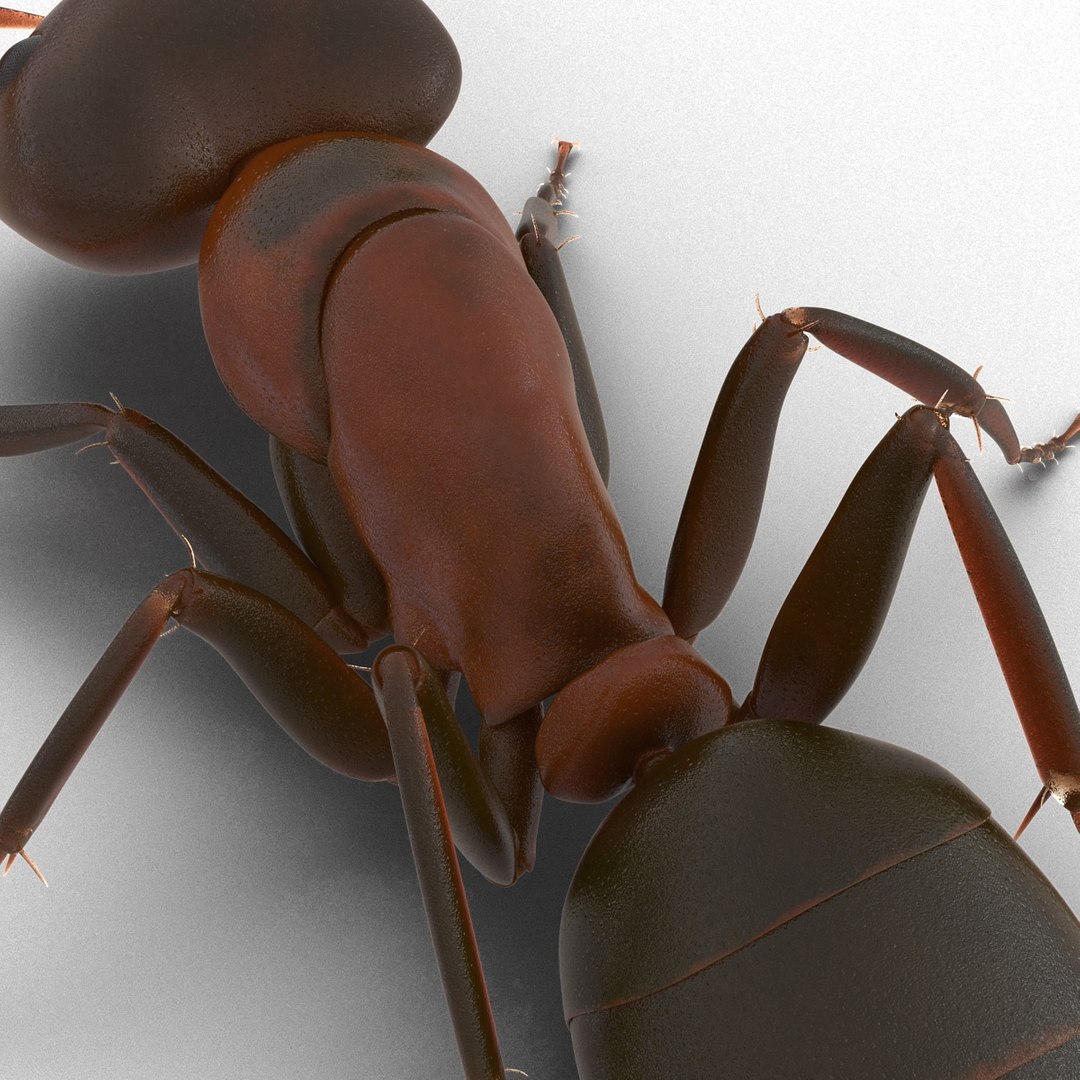 3d red ant pose 3