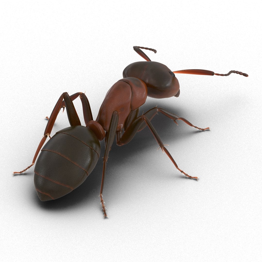 3d red ant pose 3