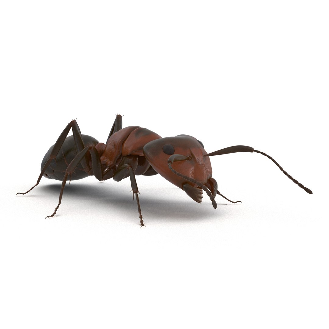 3d red ant pose 3