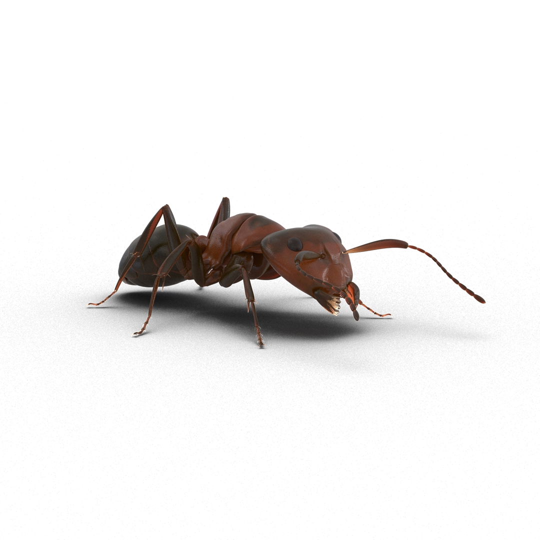 3d red ant pose 3