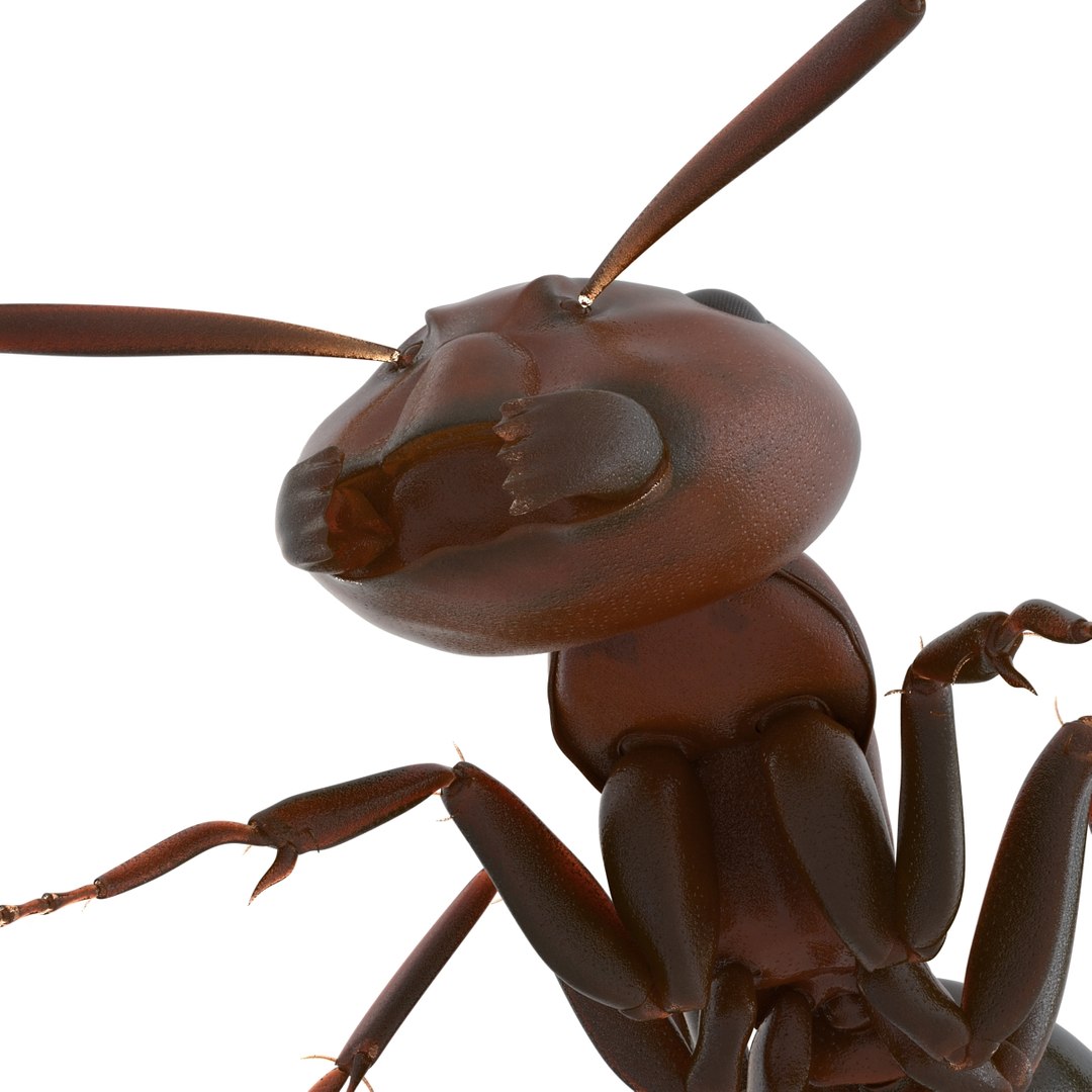 3d red ant pose 3
