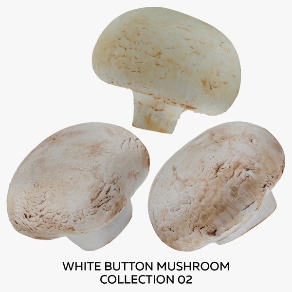 Button Mushroom 3D Models for Download | TurboSquid