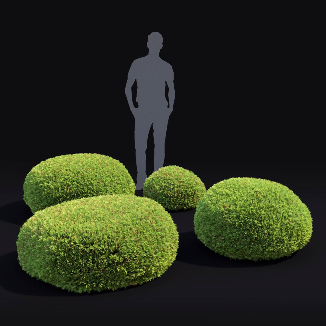 Globe Juniper Juniperus 3D Model - TurboSquid 1674372