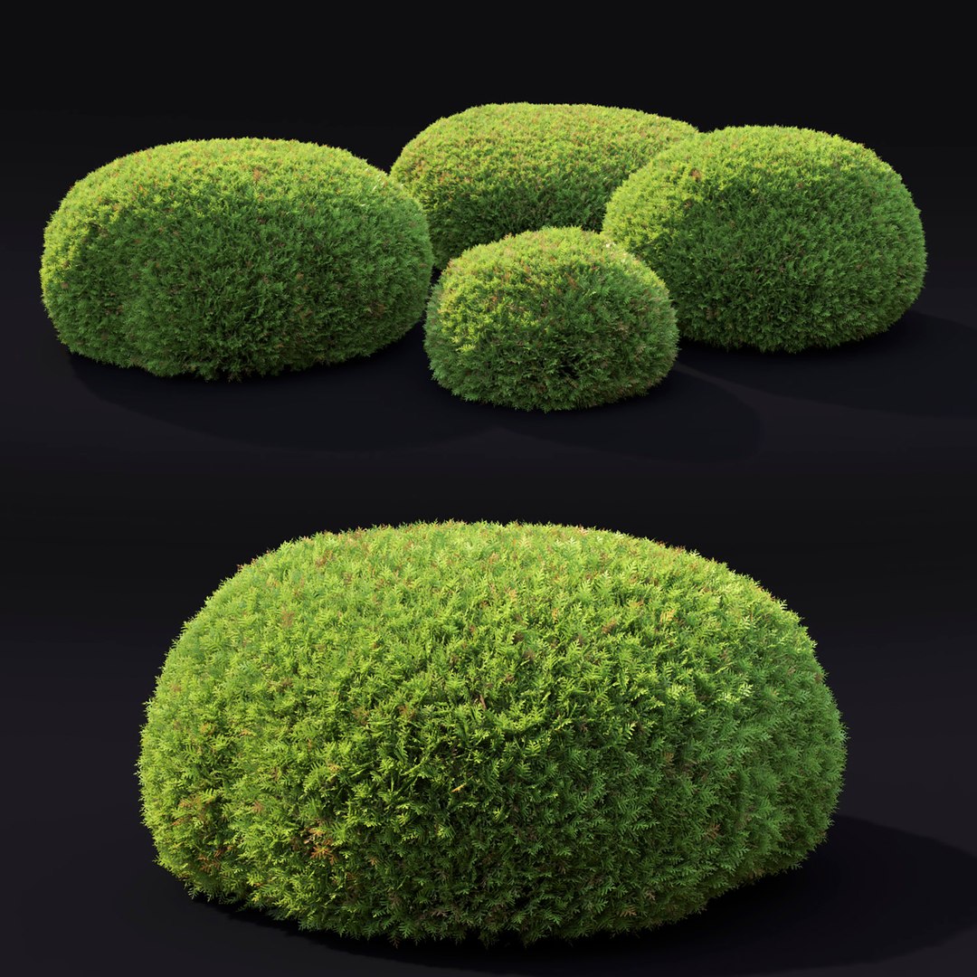 Globe Juniper Juniperus 3D Model - TurboSquid 1674372