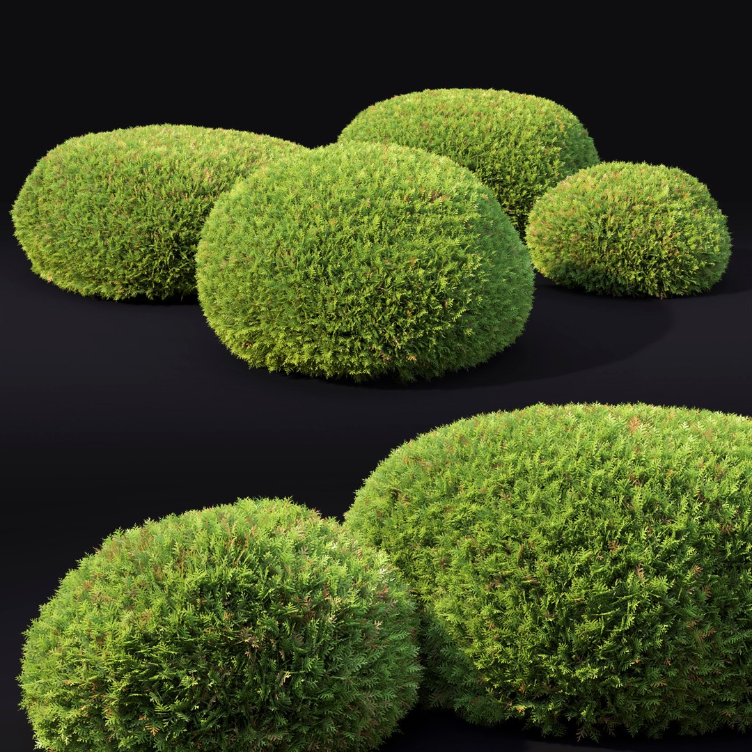 Globe Juniper Juniperus 3D Model - TurboSquid 1674372