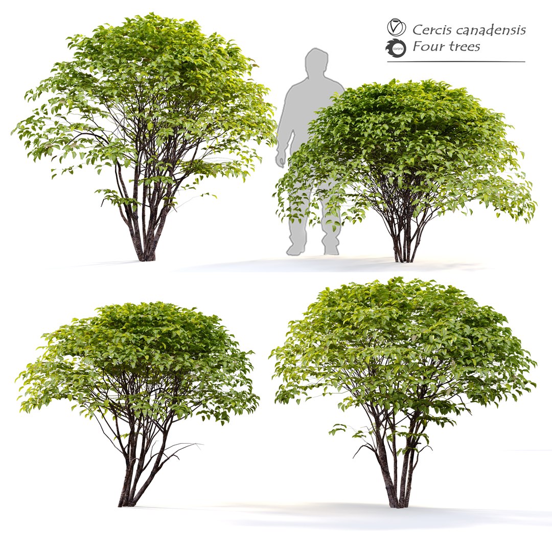 3D Cercis Canadensis - TurboSquid 1946321