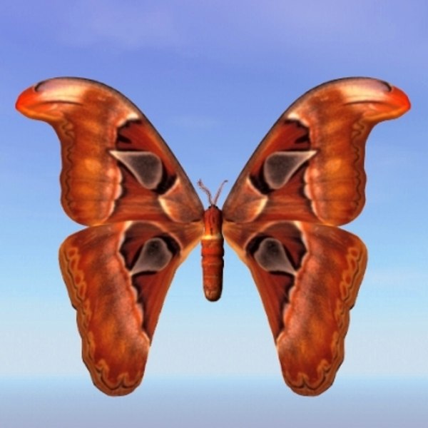 Invertebrate 3D Models for Download | TurboSquid