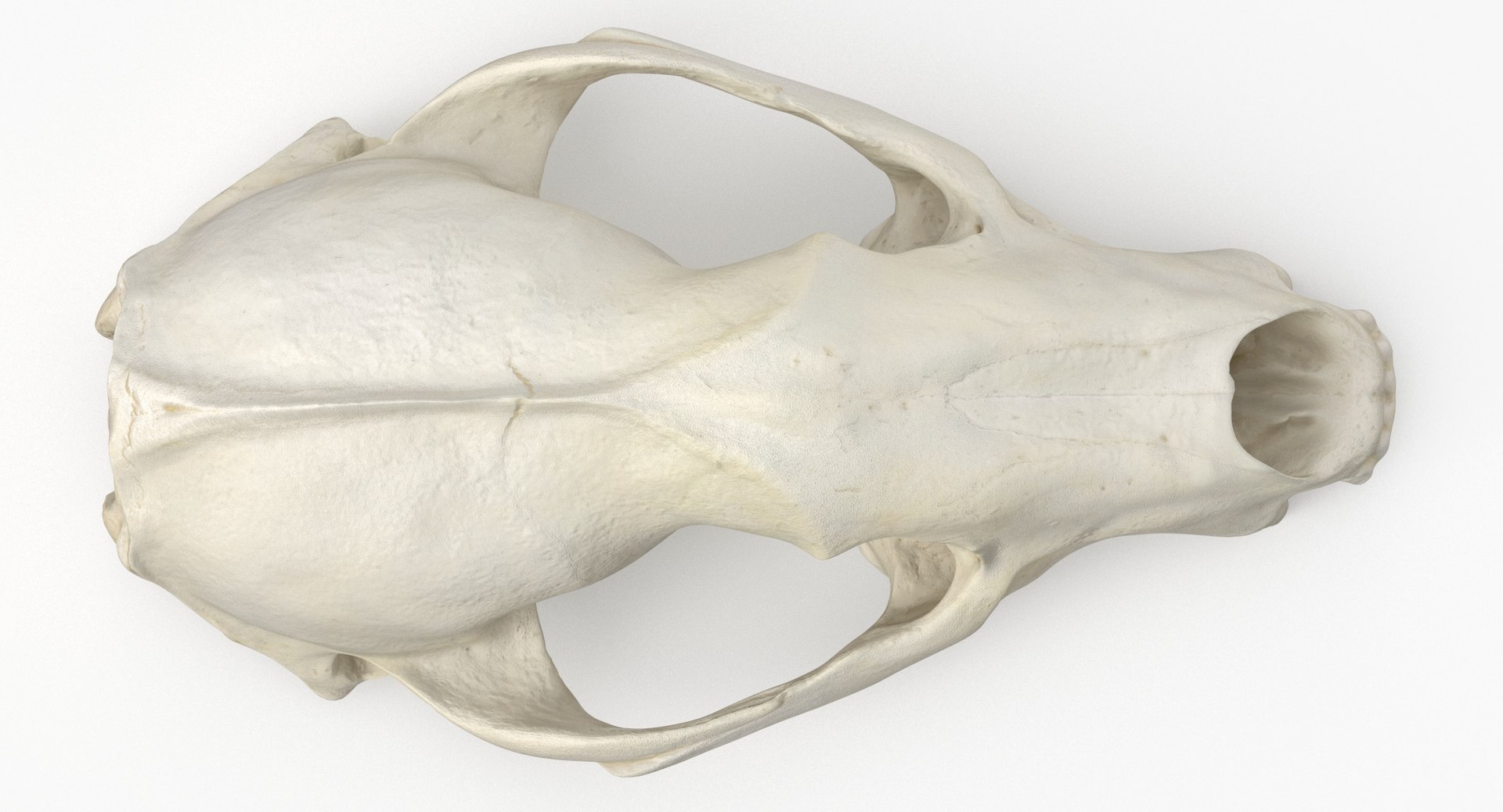3D Model Real European Badger ( Meles Meles ) Skull 01 - TurboSquid 1817845