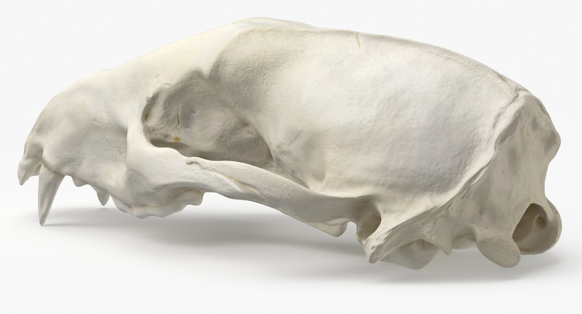 modelo 3d Real European Badger (Meles Meles) Skull 01 - TurboSquid 1817845
