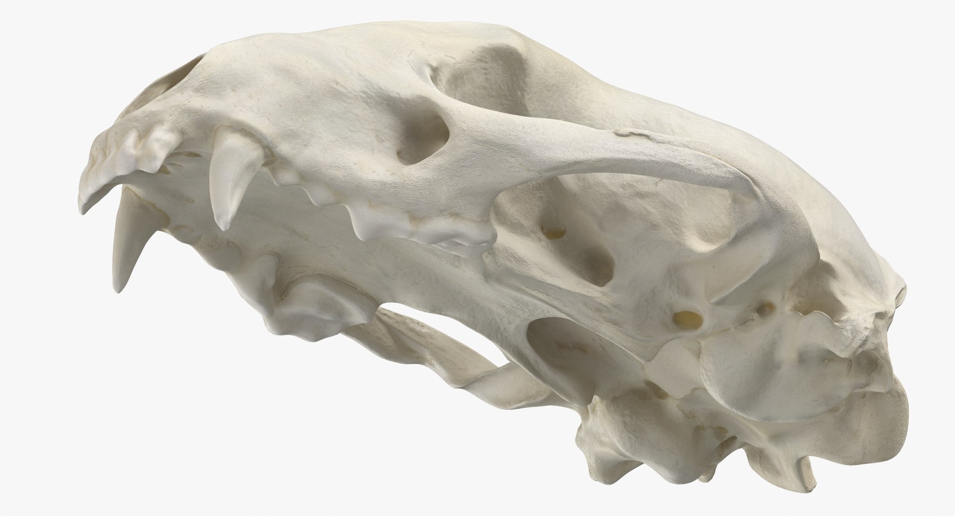 3D Model Real European Badger ( Meles Meles ) Skull 01 - TurboSquid 1817845