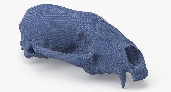 3D model Real European Badger ( Meles Meles ) Skull 01 - TurboSquid 1817845